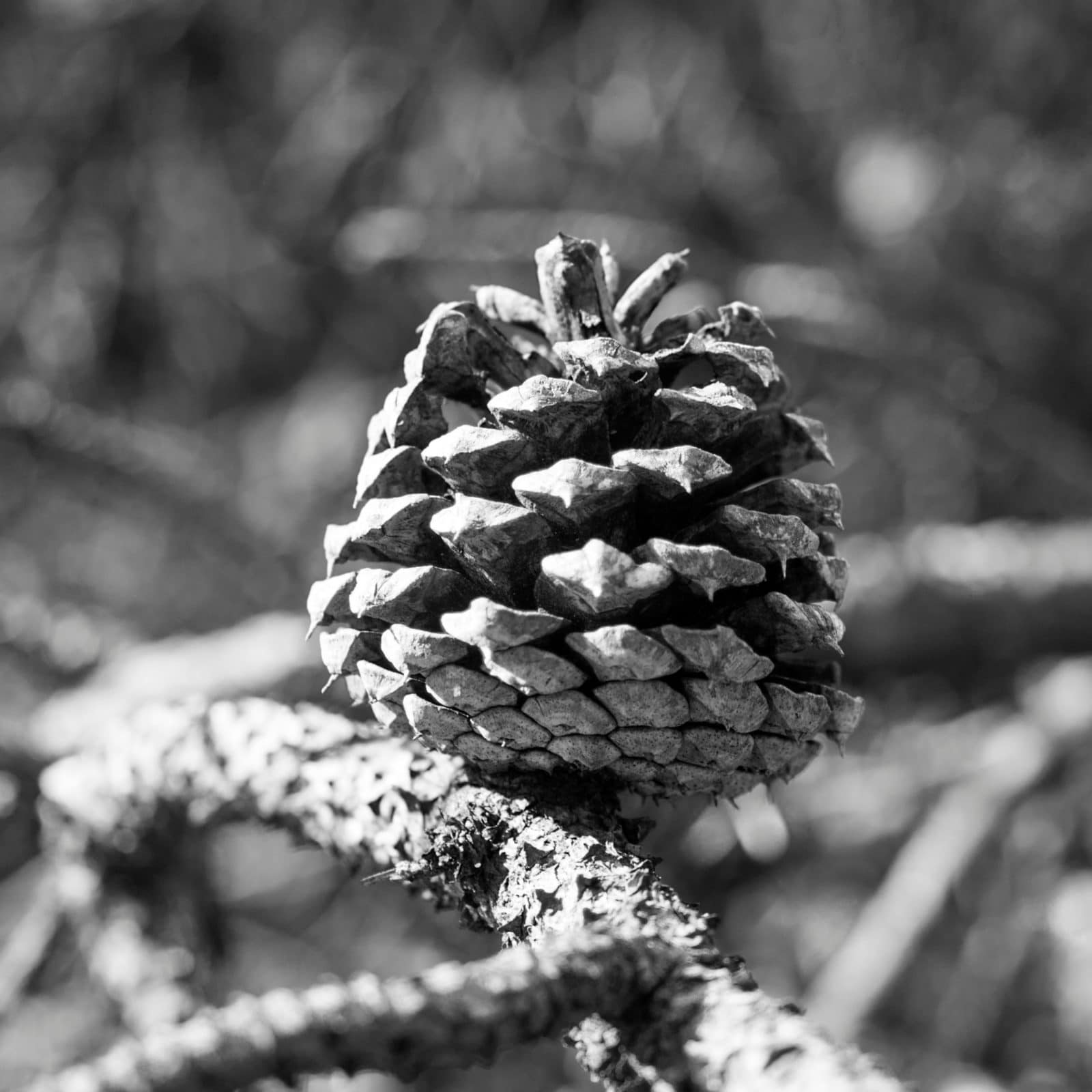 Winter Cardinal Cake Design Tutorial