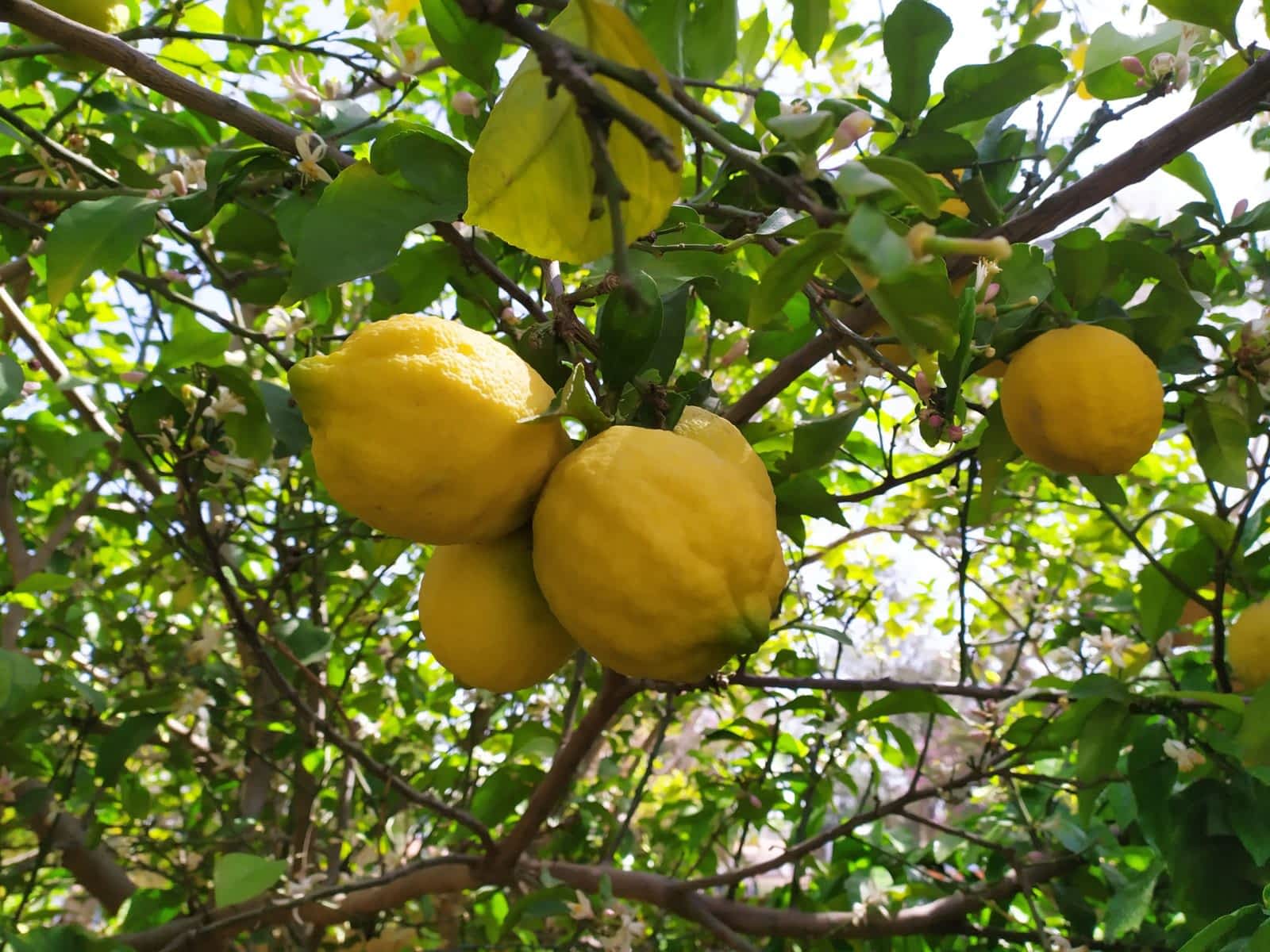 Fluffy Lemon Loaf Cake Recipe - With Fresh Lemon Glaze - CakeLovesMe